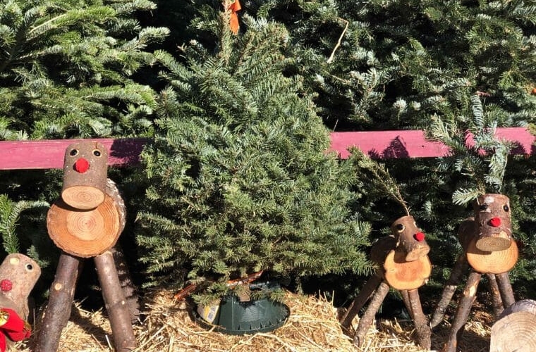 Where to Find a Christmas Tree in Los Angeles 2024